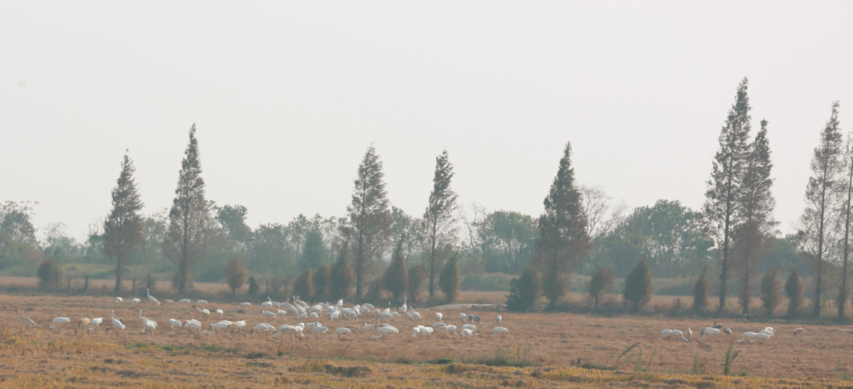 鄱阳湖东岸“田园鹤谷”珍稀白鹤集群取食稻谷